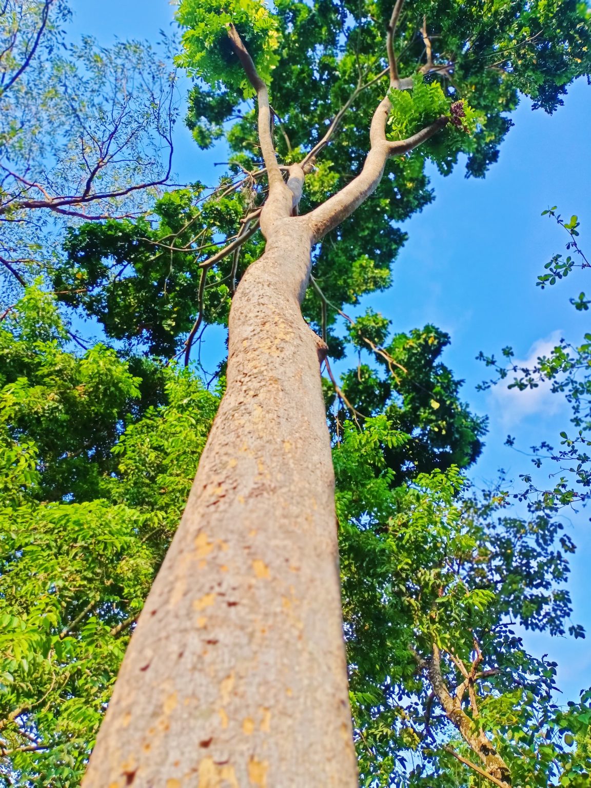 Mahoni Afrika – wisdompark.ugm.ac.id